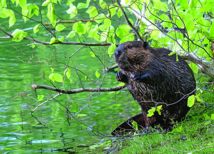 ‘God’s engineers’: How beavers can repair an ecosystem | News, Sports ...